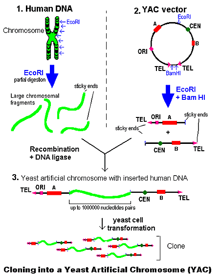 Yeast artifical chromosomes | UVM Genetics & Genomics Wiki | Fandom