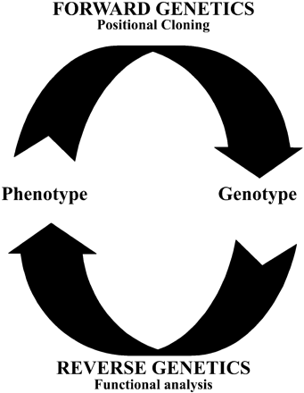 Forward Genetics | UVM Genetics & Genomics Wiki | Fandom