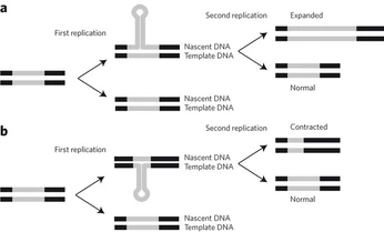 Trinucleotide repeat | UVM Genetics & Genomics Wiki | Fandom
