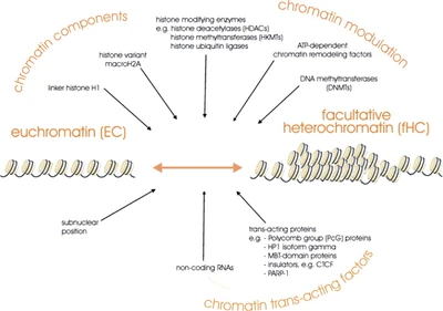 Heterochromatin | UVM Genetics & Genomics Wiki | Fandom