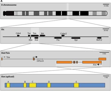 Epigenetic regulation by long non-coding RNAs in mice | UVM Genetics ...