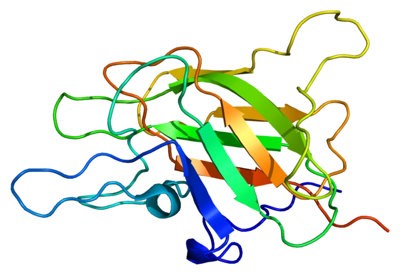 Factor V | UVM Genetics & Genomics Wiki | Fandom