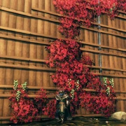 Ashvine | Valheim Wiki | Fandom
