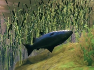 Fish | Valheim Wiki | Fandom