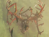Category:Trophies | Valheim Wiki | Fandom