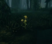 Turnip seeds | Valheim Wiki | Fandom