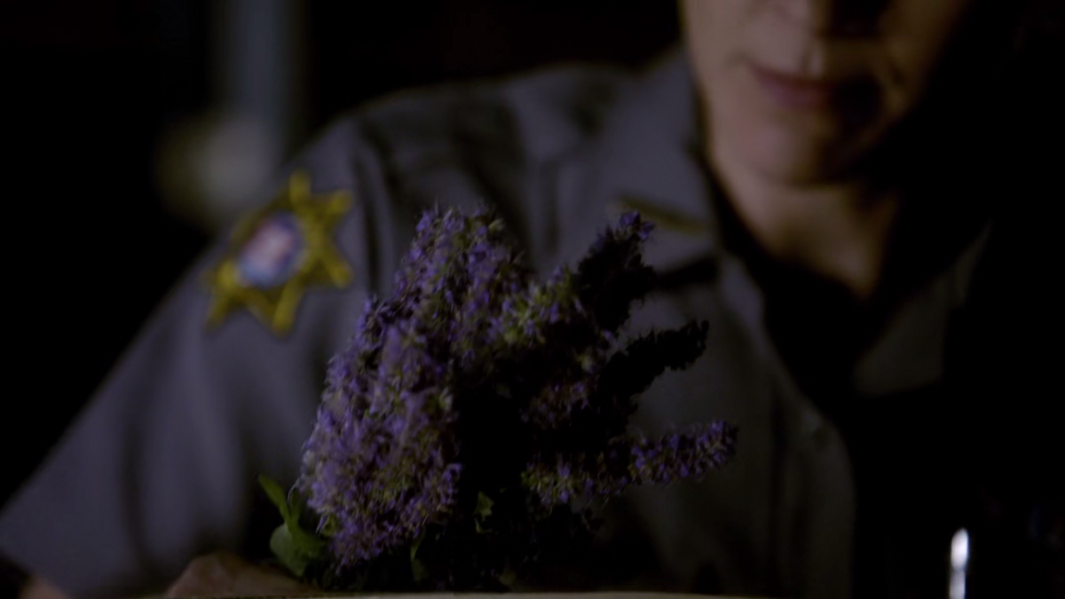 Verbena Wiki Vampire Diaries Fandom