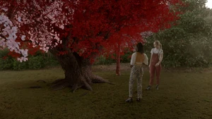 Red Oak Tree | The Vampire Diaries Wiki | Fandom