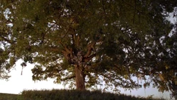 Herbs | The Vampire Diaries Wiki | Fandom