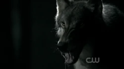 Vampire Diaries Werewolf Tyler