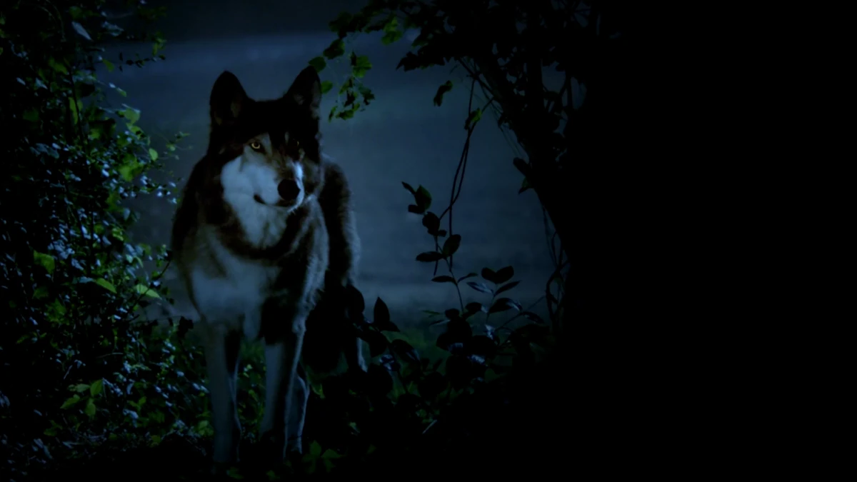 Jackson Kenner/Gallery | The Vampire Diaries Wiki | Fandom