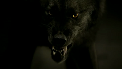 Tyler Lockwood | The Vampire Diaries Wiki | Fandom