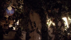 Herbs | The Vampire Diaries Wiki | Fandom