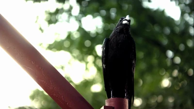 Discuss Everything About The Vampire Diaries Wiki | Fandom