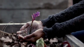 Herbs | The Vampire Diaries Wiki | Fandom