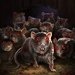 Sewer Rats Stampede | Vampire Wars Wiki | Fandom