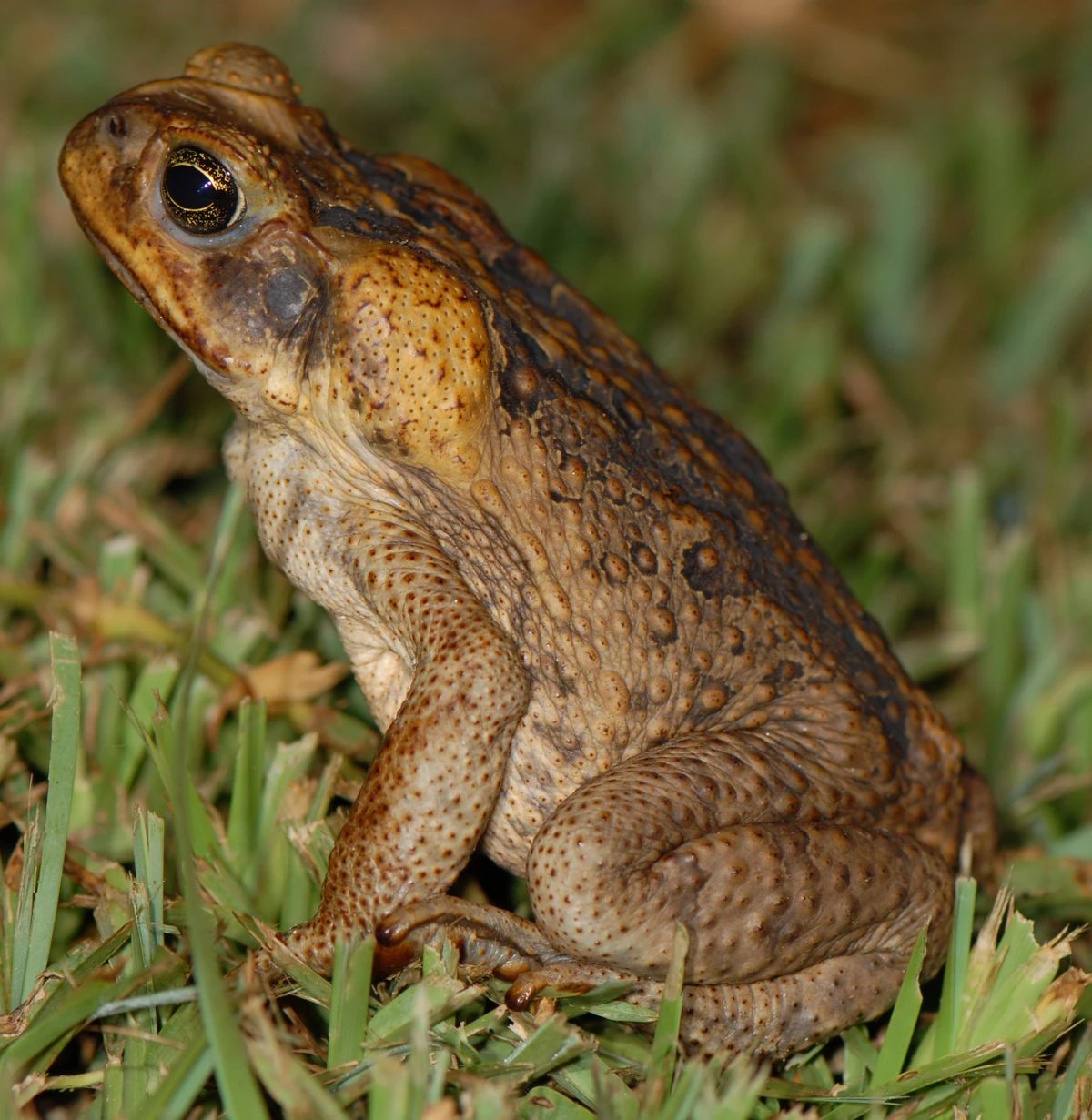 Bufo Marinus | Van Helsing Wiki | Fandom
