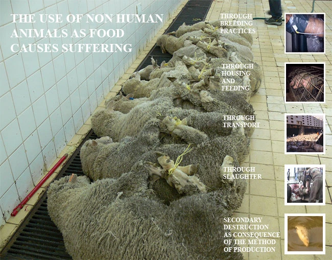 The use of non-human animal products as food causes suffering | The ...