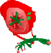 Tomato | Veggie Warrior Wiki | Fandom