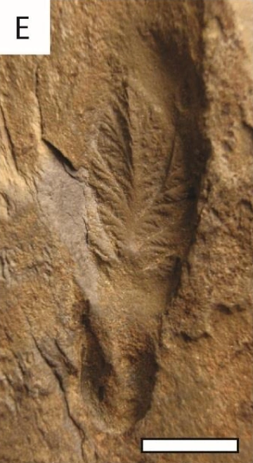 Trepassey Formation | Vendicarian Wiki | Fandom
