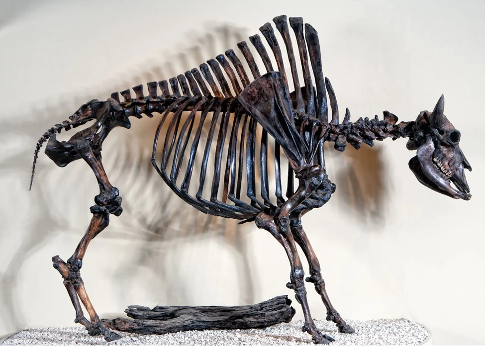 Fossil Model | Venturian Battle Headquarters Wikia | Fandom