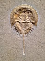 Fossil of the Dome | Venturian Battle Headquarters Wikia | Fandom