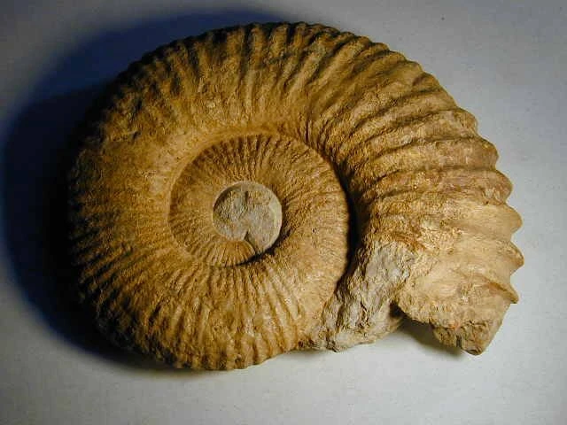 Real Helix Fossil