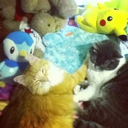 Cierra Frye | VenturianTale Wiki | Fandom