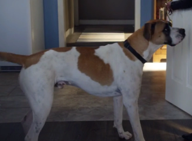 Pony | Veronica Mars Wiki | Fandom