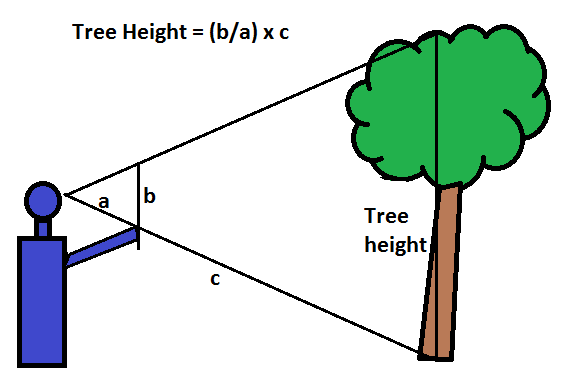 Tree Height | Verticality Wiki | Fandom