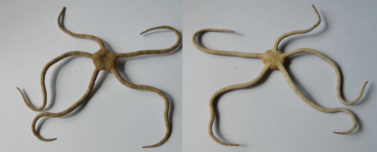 Ophiurida | Verzamel wiki | Fandom