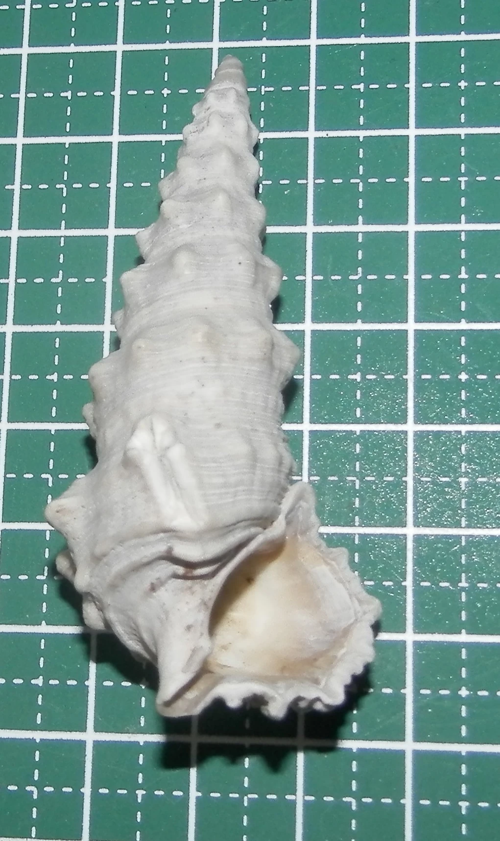 Pyrazus ebeninus | Verzamel wiki | Fandom