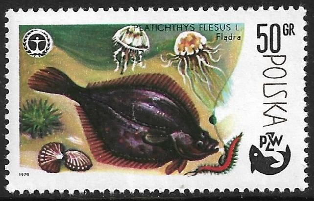 Platichthys flesus | Verzamel wiki | Fandom