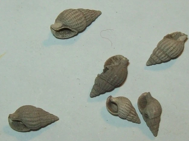 Hinia tenuistriata | Verzamel wiki | Fandom