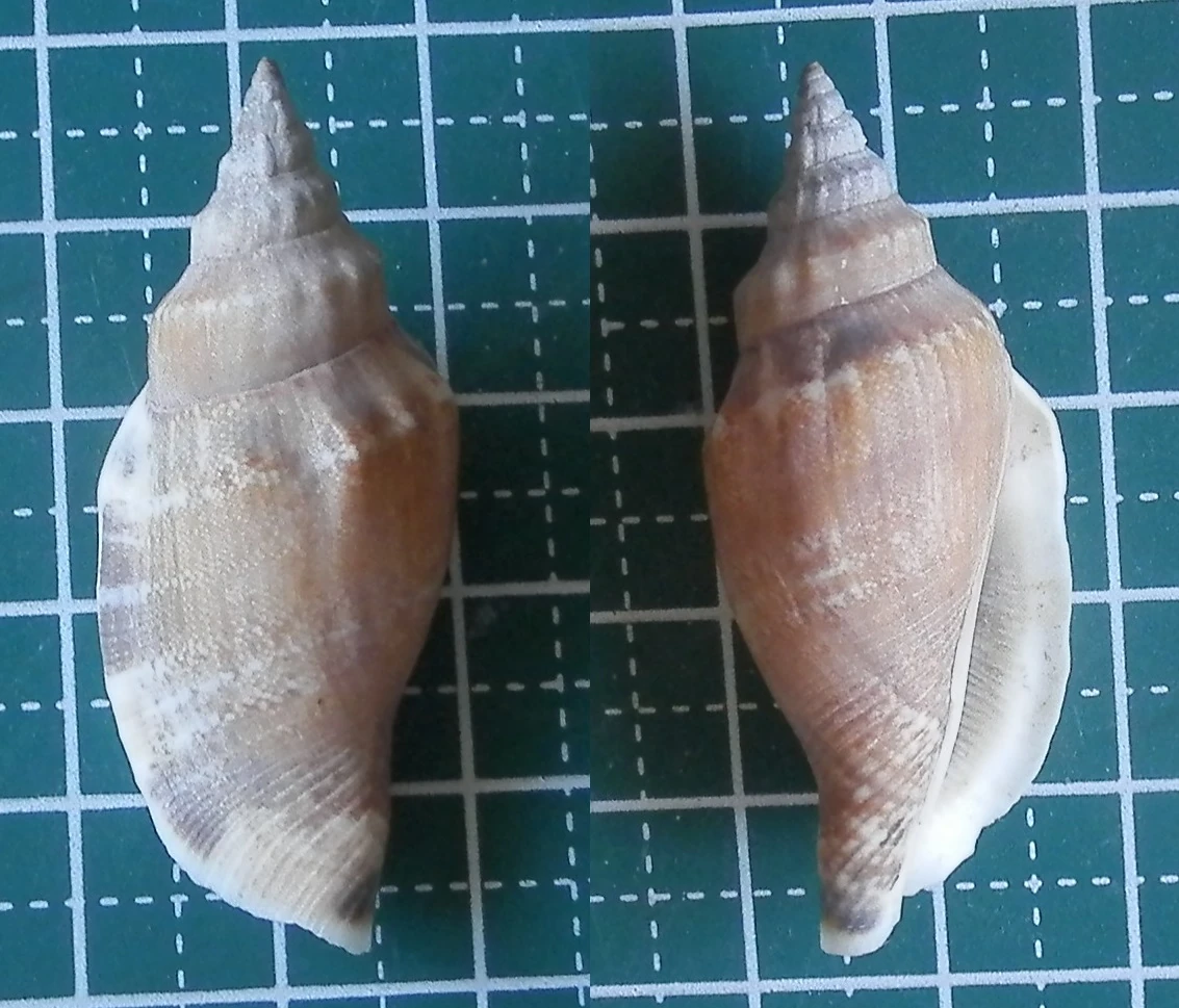 Canarium urceus | Verzamel wiki | Fandom