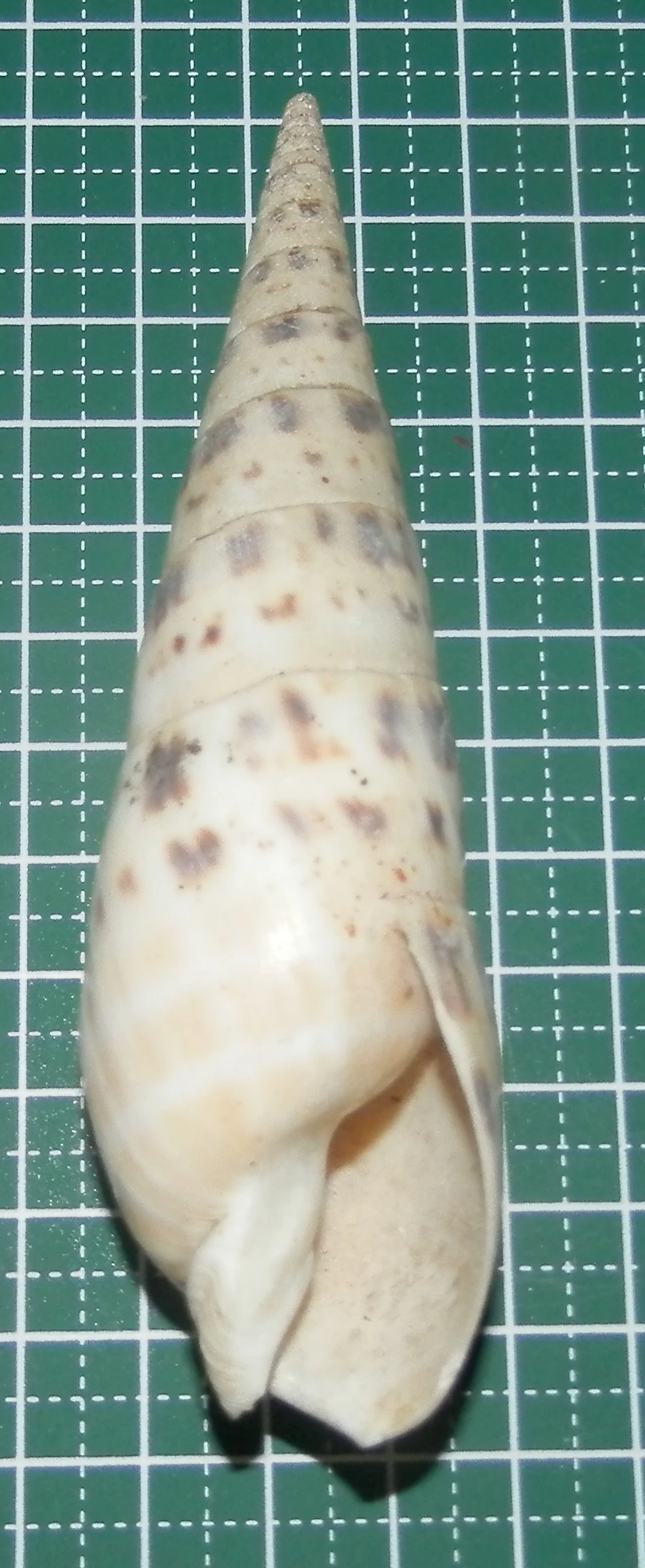 Terebra maculata | Verzamel wiki | Fandom