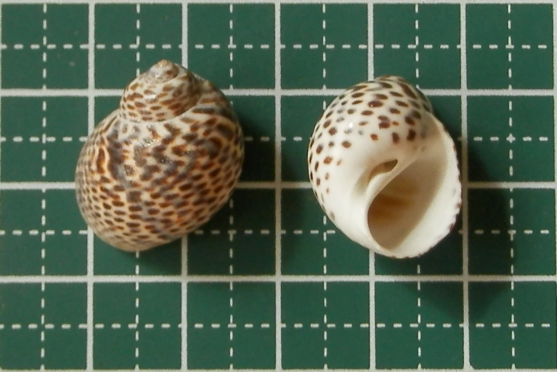 Natica tigrina | Verzamel wiki | Fandom