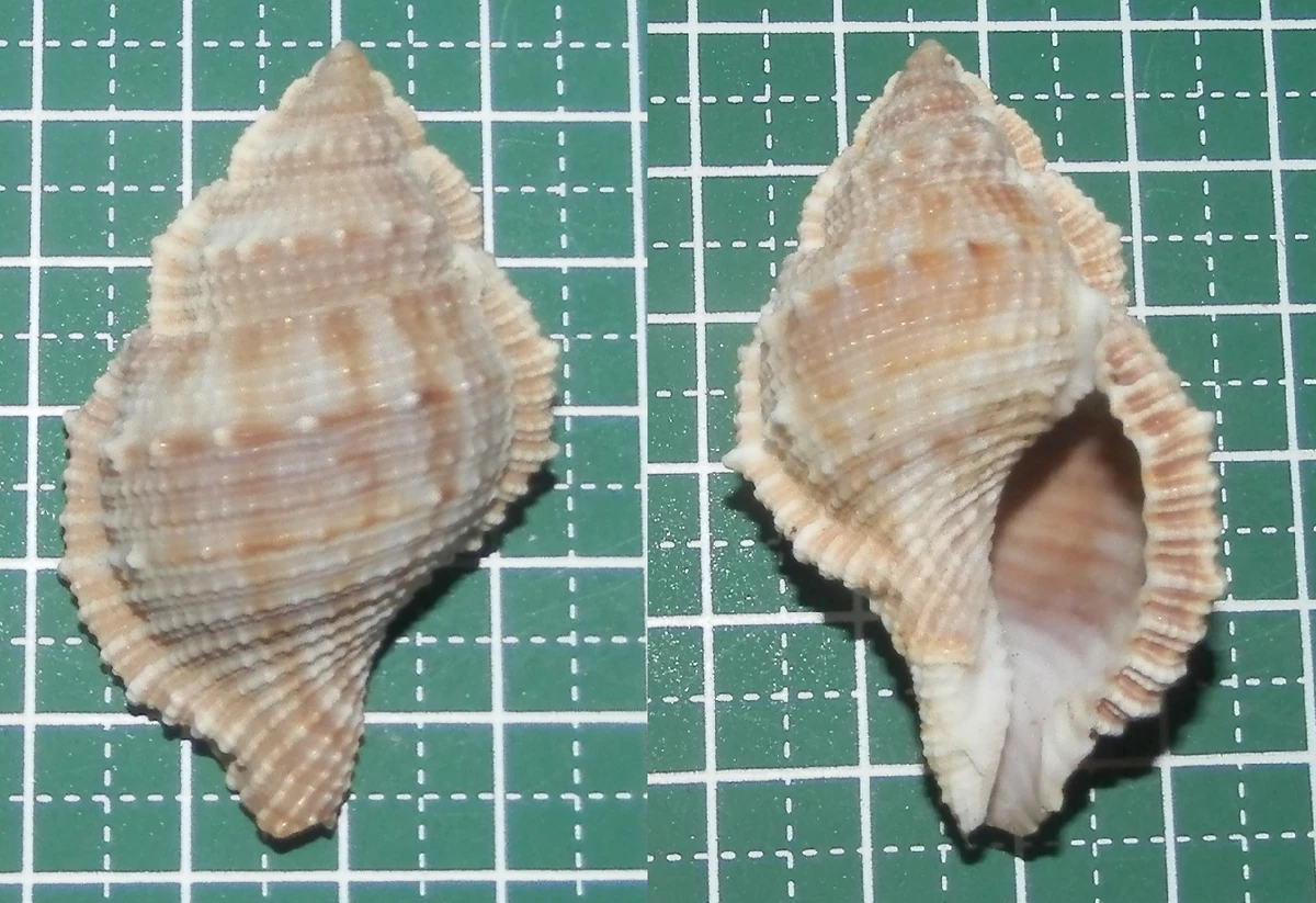 Bufonaria bufo | Verzamel wiki | Fandom