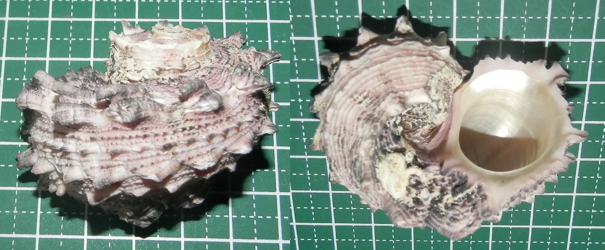 Angaria delphinus | Verzamel wiki | Fandom