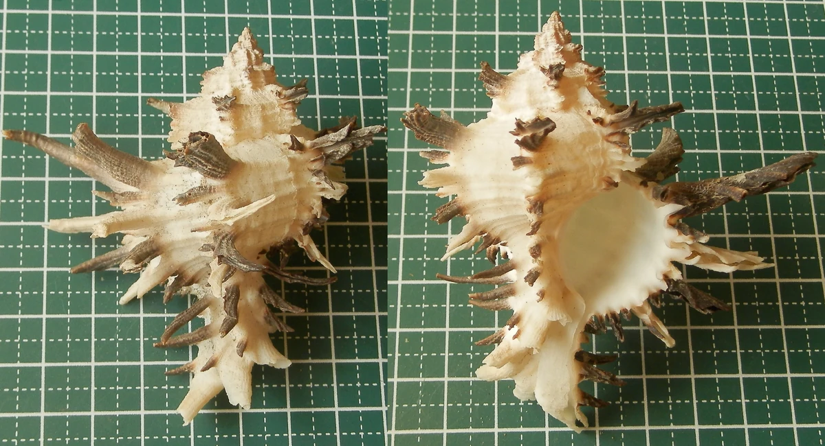 Chicoreus cornucervi | Verzamel wiki | Fandom