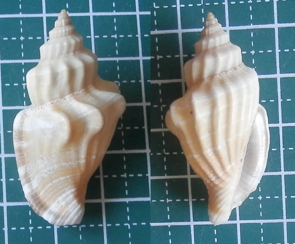 Strombidae | Verzamel wiki | Fandom