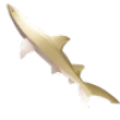 Sand Shark | Vesteria Wiki | Fandom