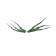 Pit Whiskers | Vesteria Wiki | Fandom