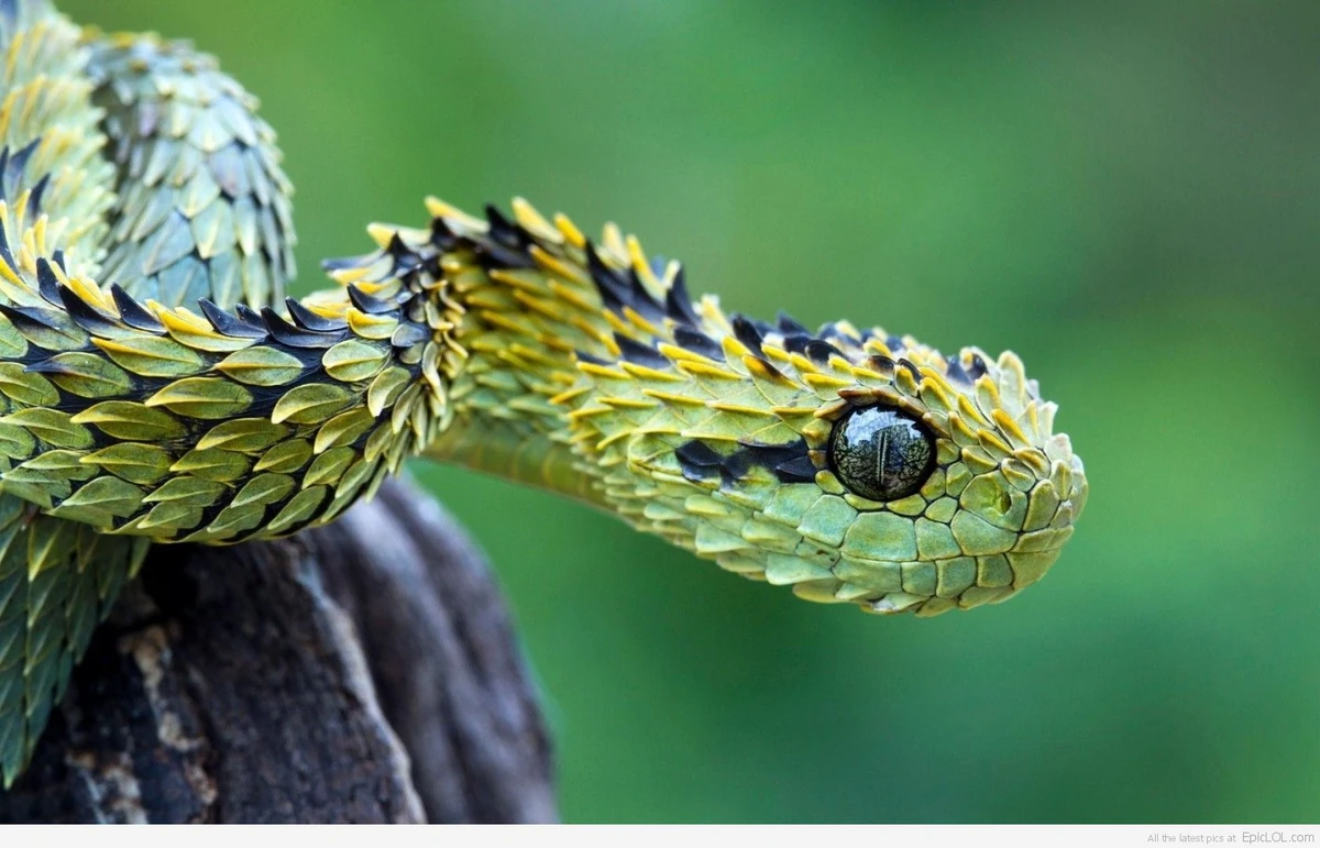 Viper | Vexed Arrrival Wiki | Fandom