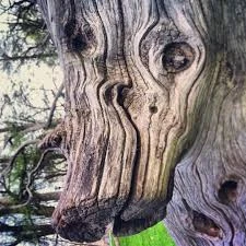 "Herb" Demon | Vexed Arrrival Wiki | Fandom