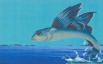 Namu Atoll | Vexillology Wiki | Fandom