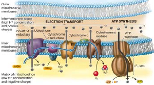Fuel molecules 2 | VIA Revision Wiki | Fandom