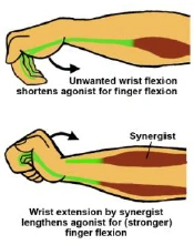 Principles of muscles | VIA Revision Wiki | Fandom
