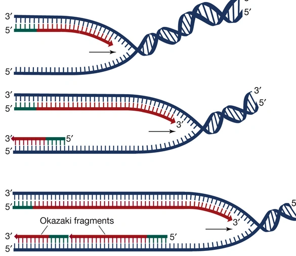 DNA replication | VIA Revision Wiki | Fandom