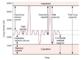 Biomechanics of breathing | VIA Revision Wiki | Fandom